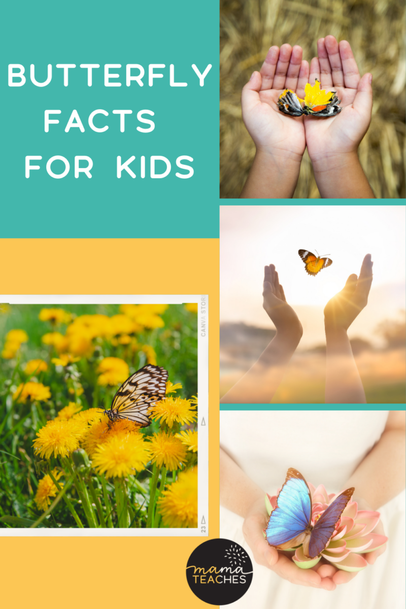 Butterfly Facts for Kids - Mama Teaches