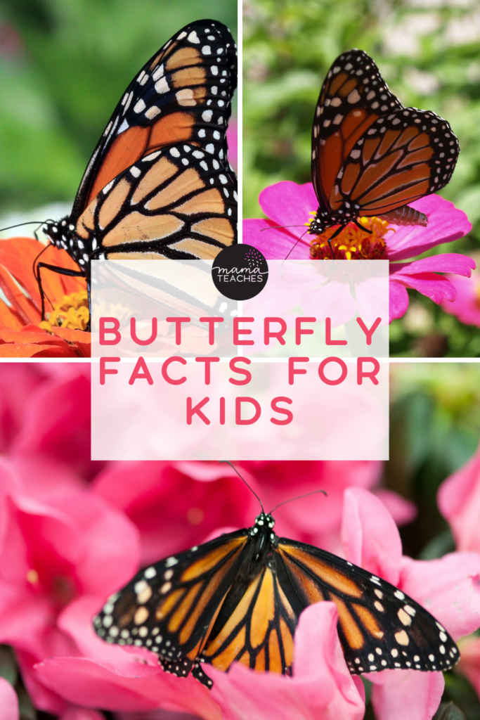 Butterfly Facts for Kids - Mama Teaches