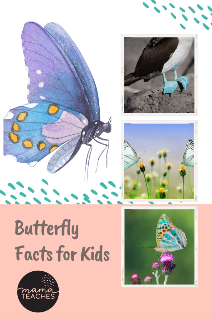 Butterfly Facts for Kids - Mama Teaches