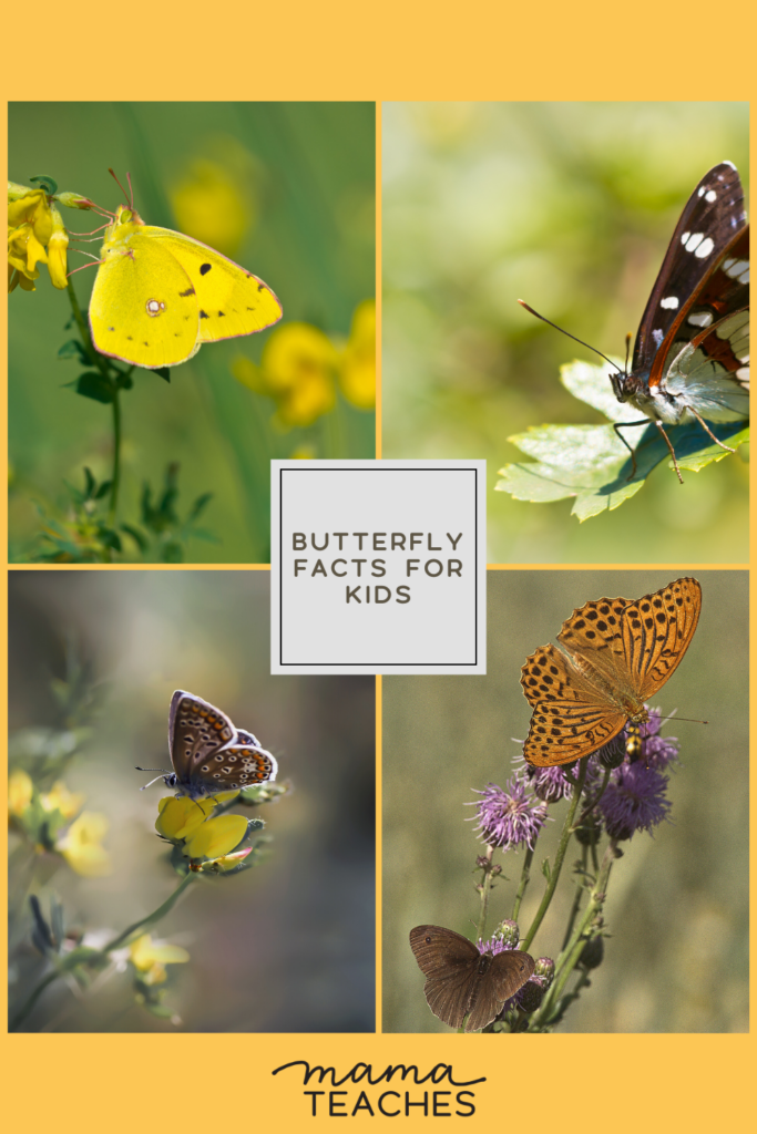 Butterfly Facts for Kids - Mama Teaches