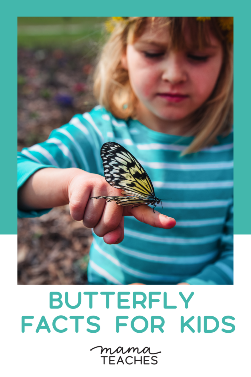 Butterfly Facts for Kids - Mama Teaches