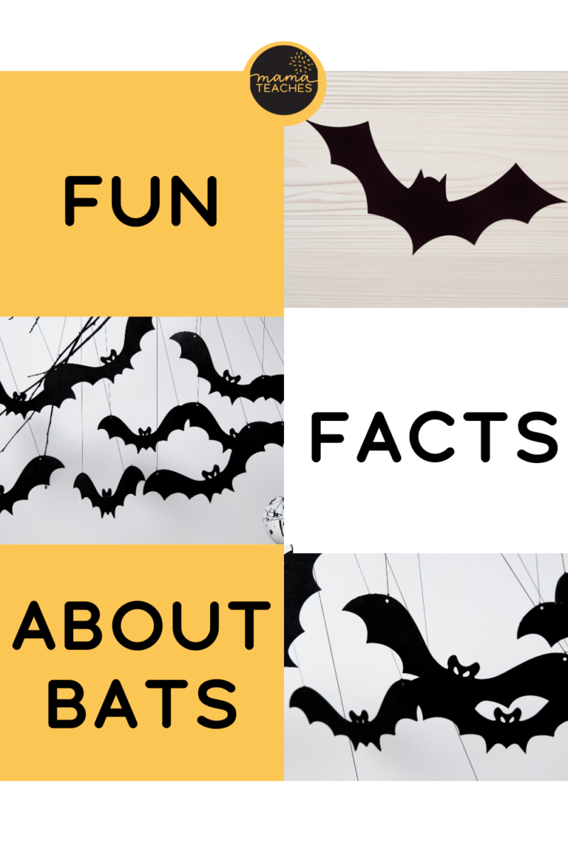 Fun Facts About Bats - Mama Teaches