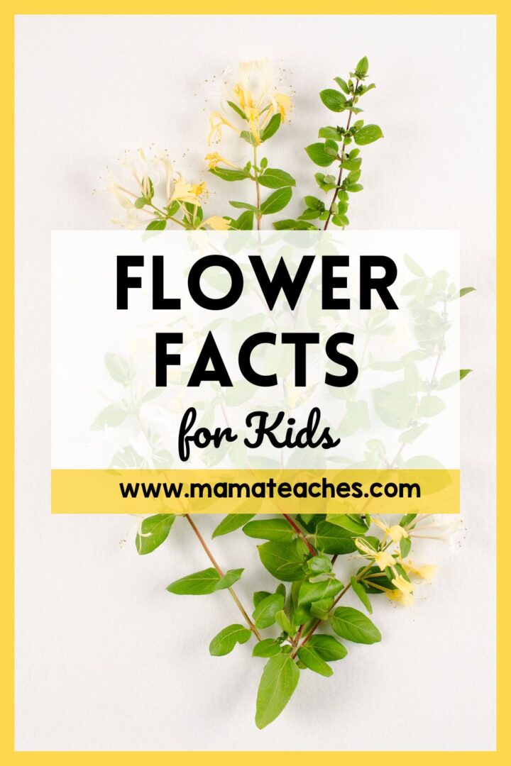 Flower Facts for Kids - Mama Teaches