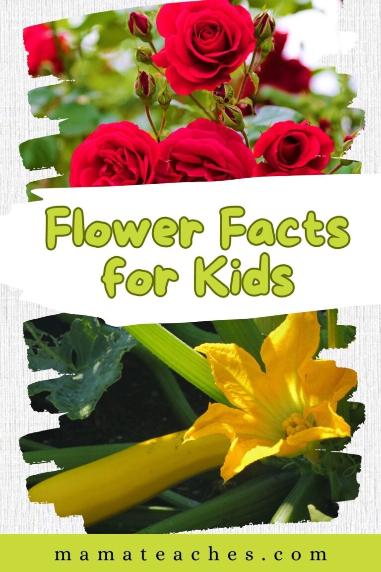 Flower Facts for Kids - Mama Teaches
