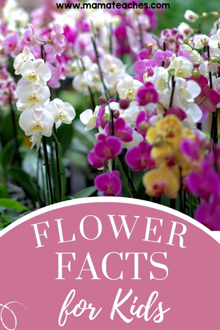 Flower Facts for Kids - Mama Teaches