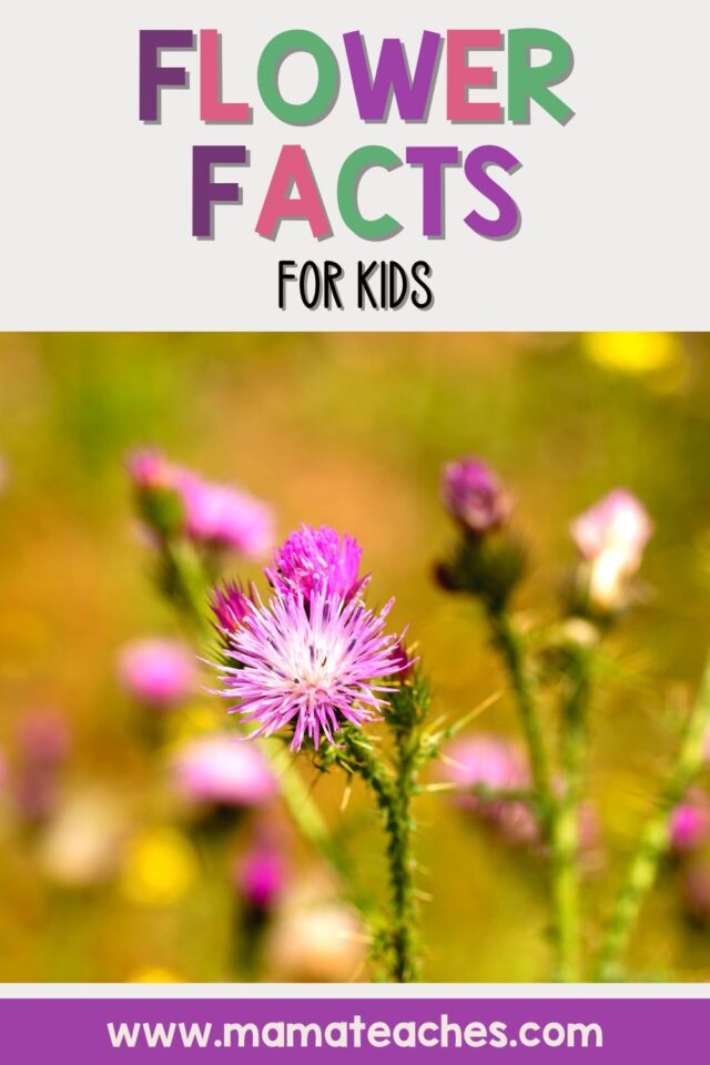 Flower Facts for Kids - Mama Teaches