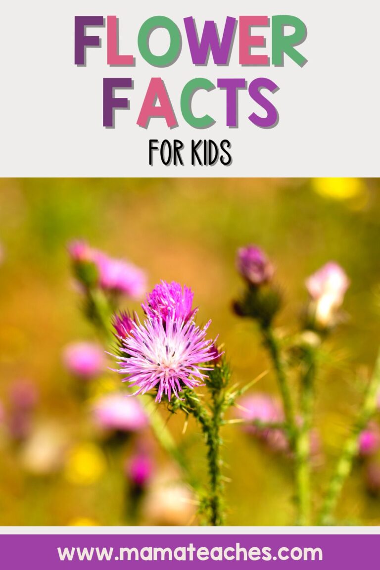 Flower Facts for Kids - Mama Teaches