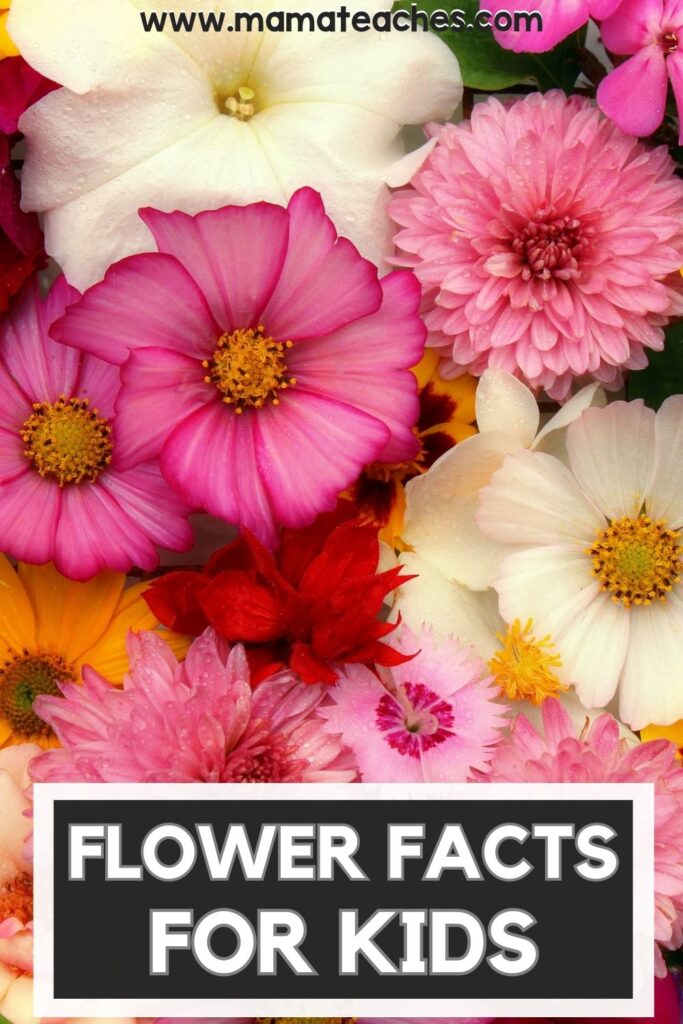 Flower Facts for Kids - Mama Teaches