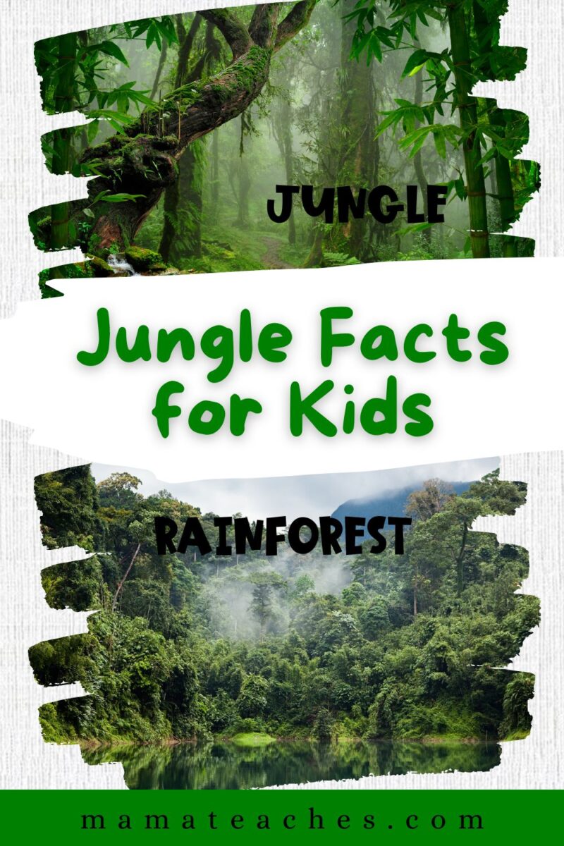 Jungle Facts for Kids - Mama Teaches