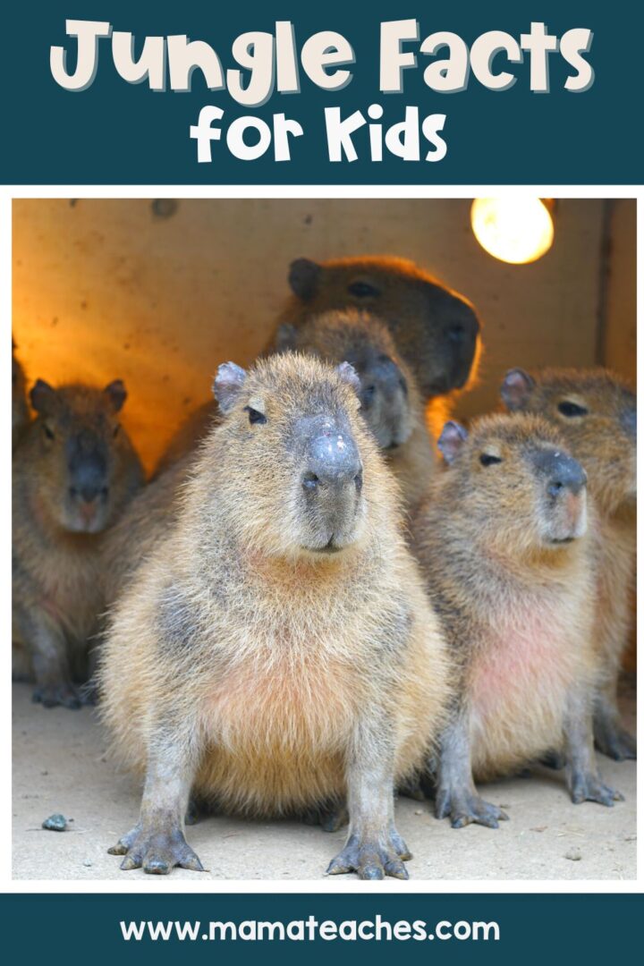 Jungle Facts for Kids - Mama Teaches