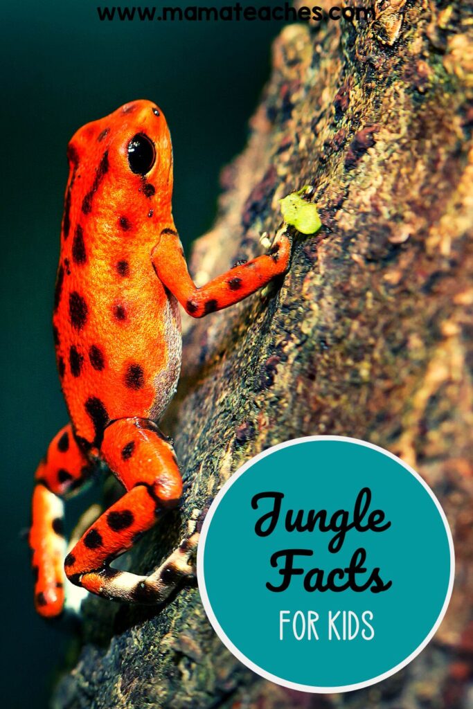 Jungle Facts for Kids - Mama Teaches