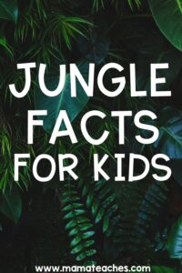 Jungle Facts for Kids - Mama Teaches