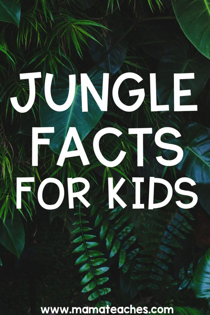 Jungle Facts for Kids - Mama Teaches