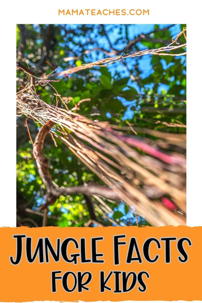Jungle Facts for Kids - Mama Teaches