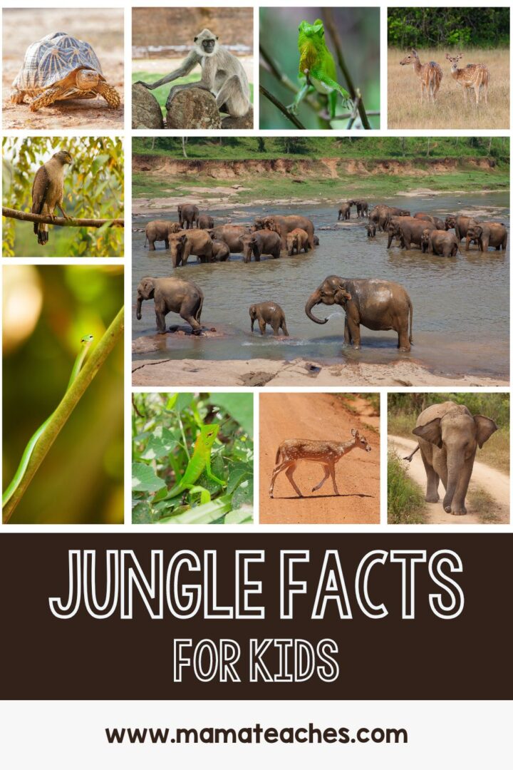 Jungle Facts for Kids - Mama Teaches