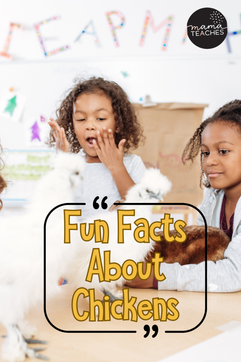 Fun Facts About Chickens - Mama Teaches