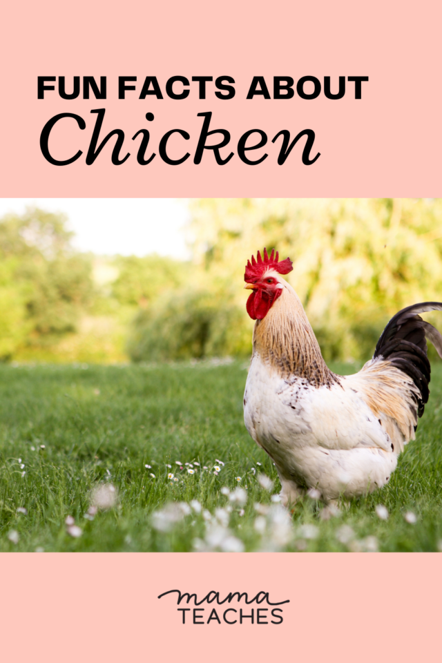 Fun Facts About Chickens - Mama Teaches