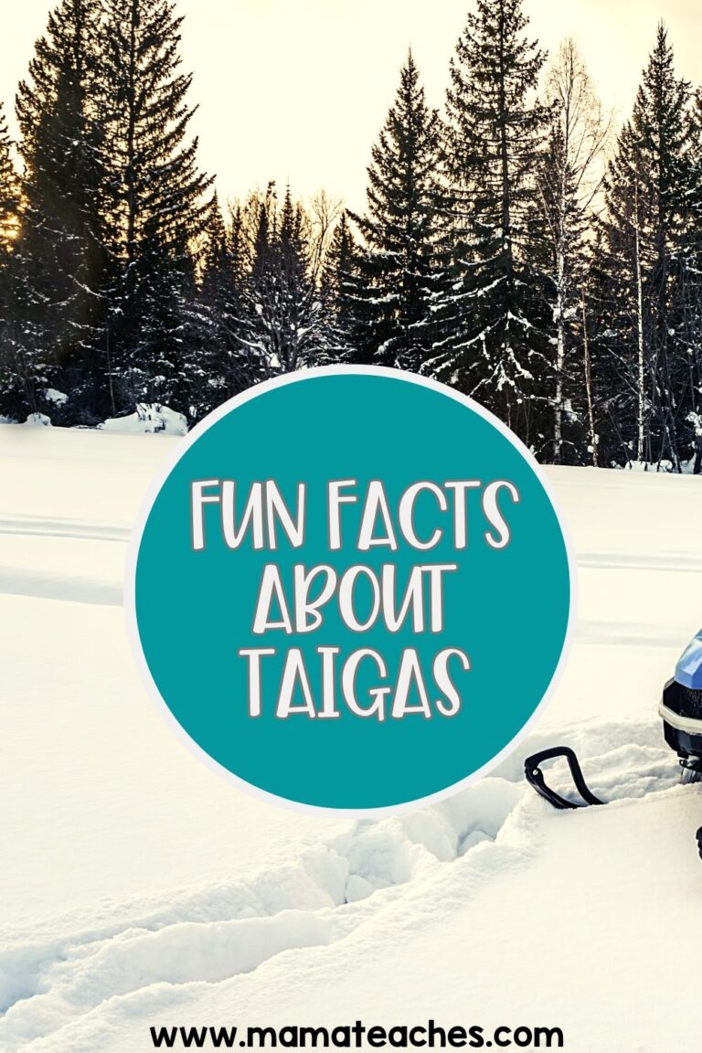 Fun Facts About Taigas - Mama Teaches