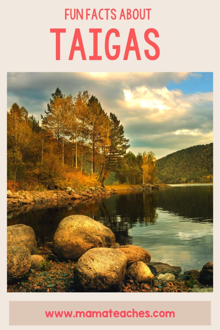 Fun Facts About Taigas - Mama Teaches