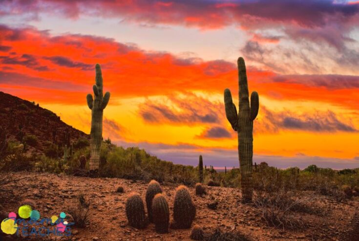 Fun Facts About Deserts - Mama Teaches