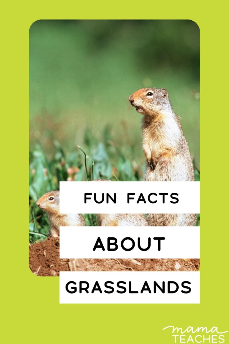 Fun Facts About Grasslands - Mama Teaches