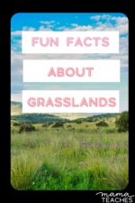 Fun Facts About Grasslands - Mama Teaches