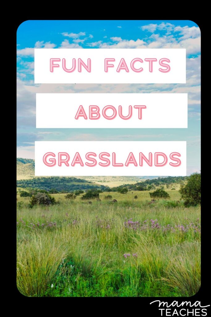 Fun Facts About Grasslands - Mama Teaches