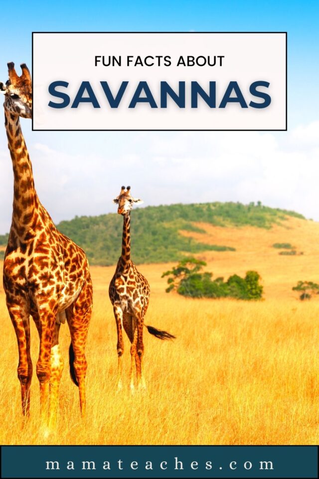Fun Facts About Savannas - Mama Teaches