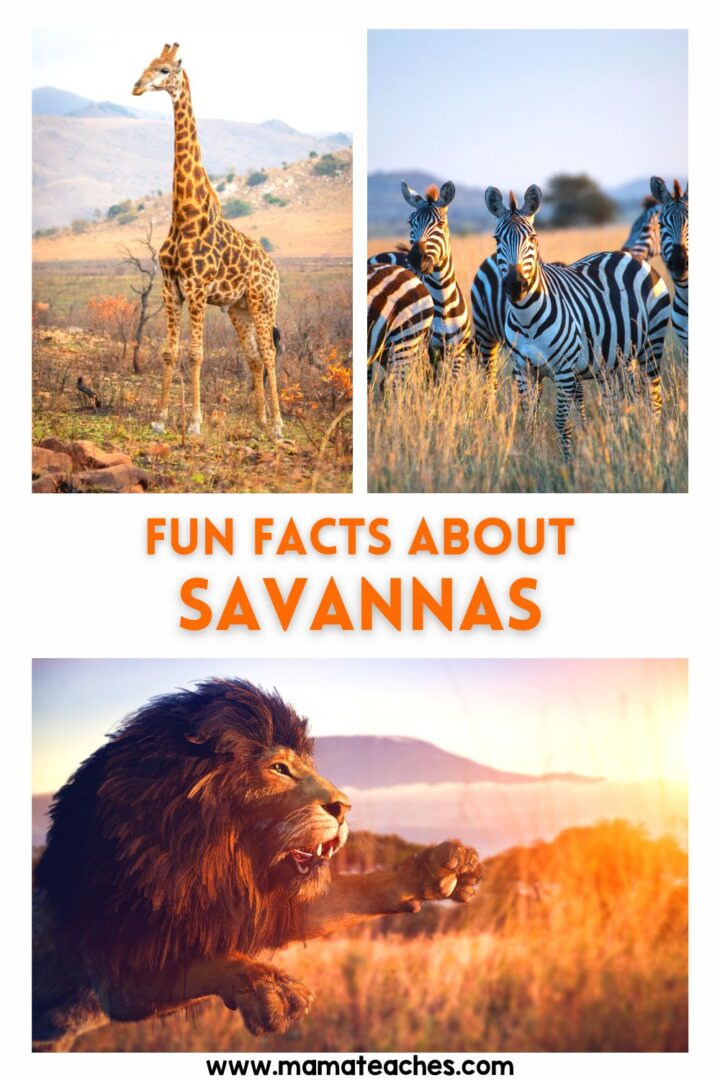Fun Facts About Savannas - Mama Teaches