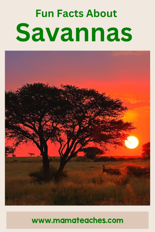 Fun Facts About Savannas - Mama Teaches