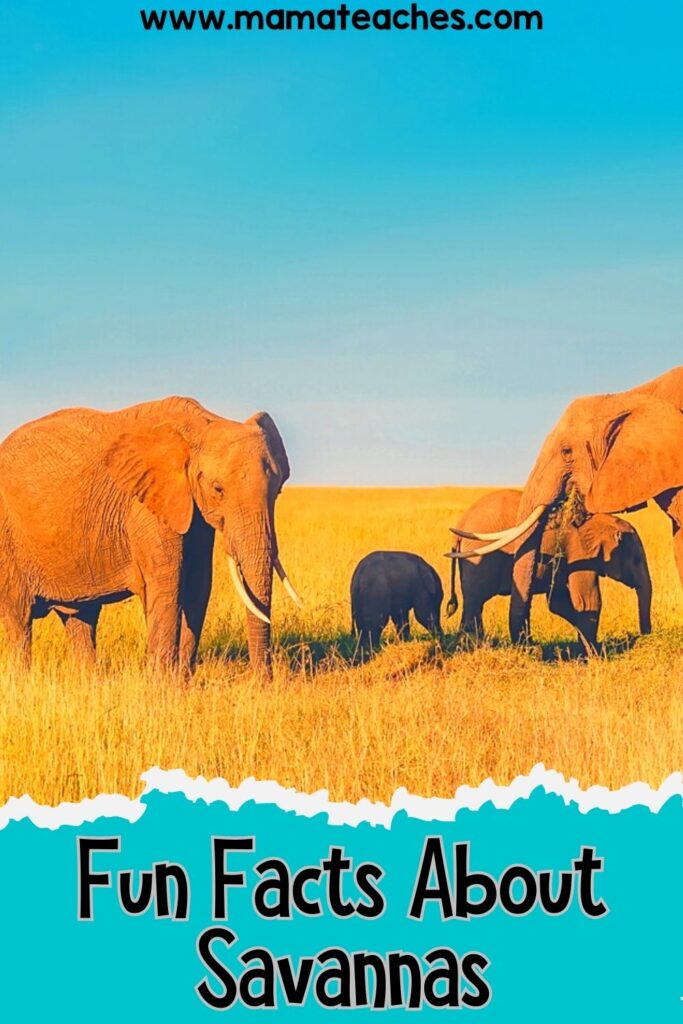 Fun Facts About Savannas - Mama Teaches