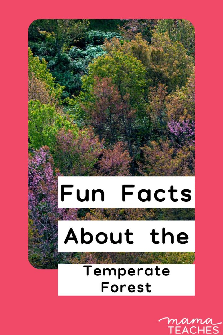 Fun Facts About the Temperate Forest - Mama Teaches