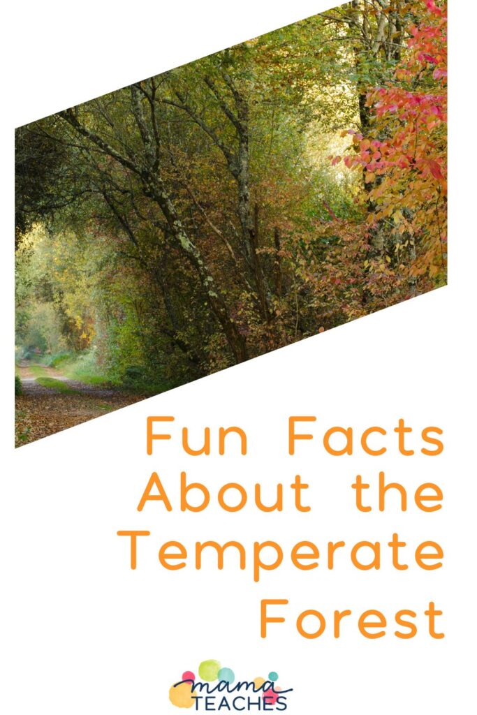 Fun Facts About the Temperate Forest - Mama Teaches