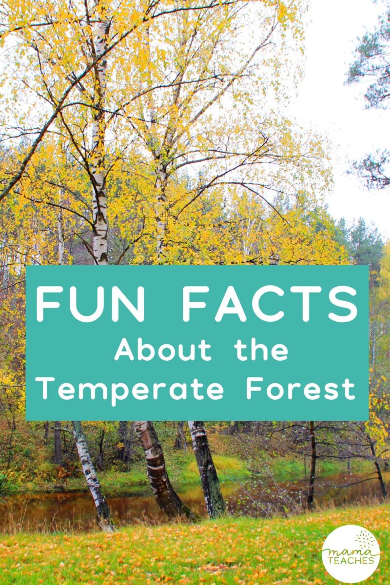 Fun Facts About the Temperate Forest - Mama Teaches