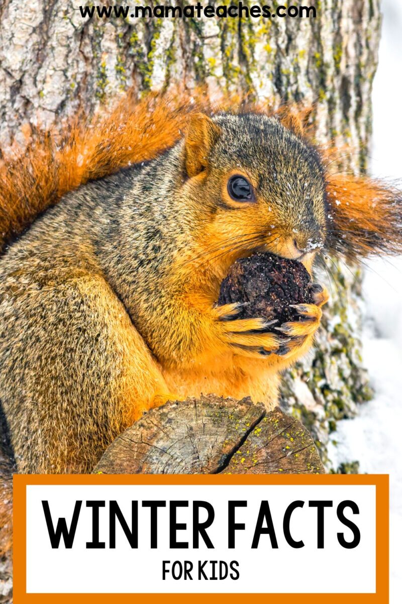 Winter Facts for Kids - Mama Teaches
