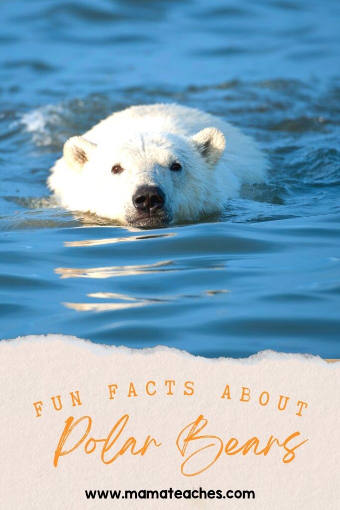 Fun Facts About Polar Bears - Mama Teaches