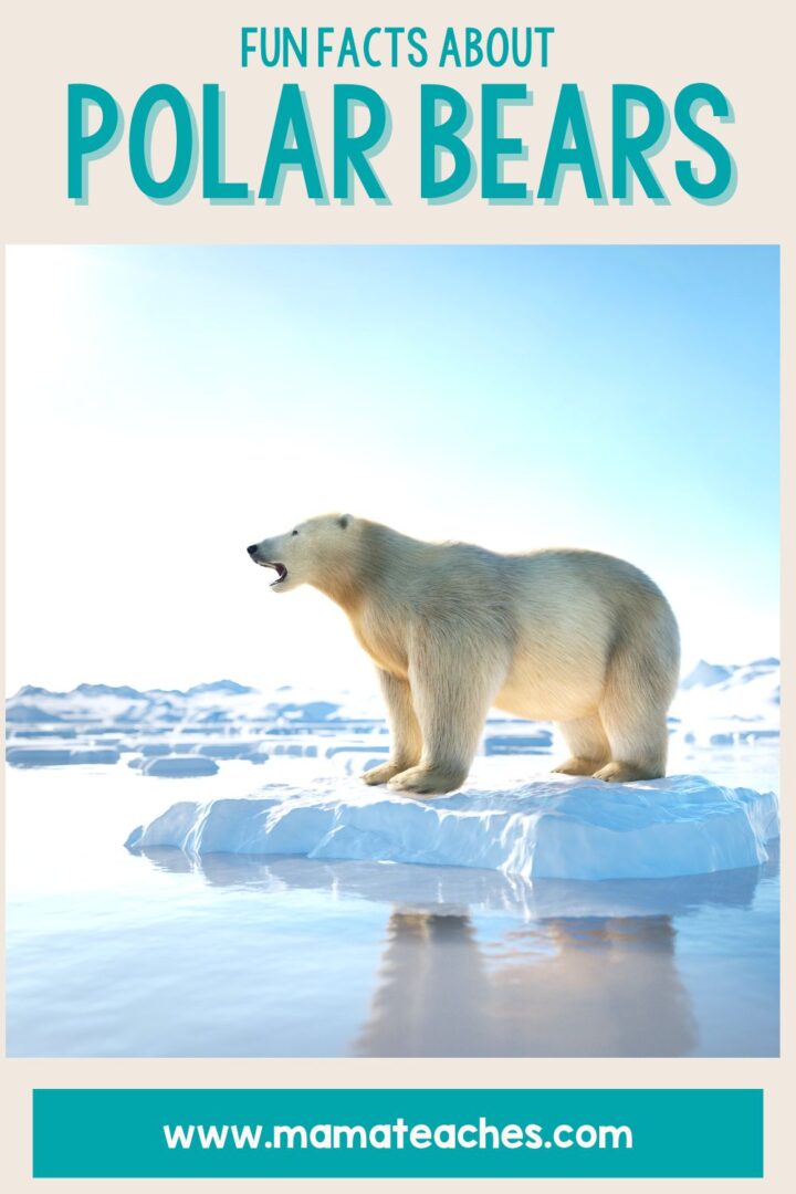 Fun Facts About Polar Bears - Mama Teaches