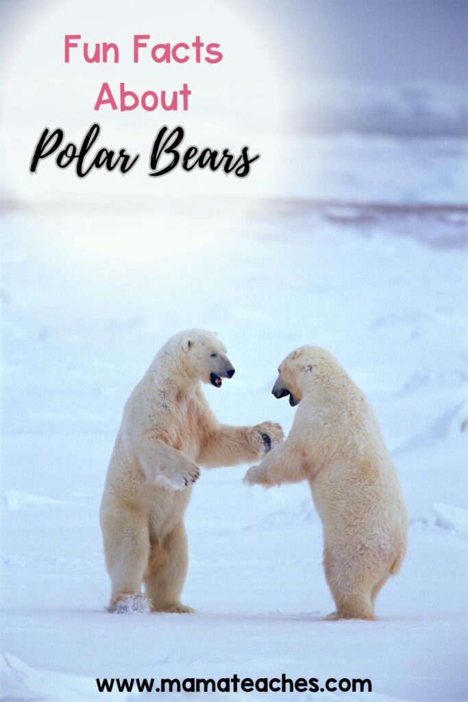 Fun Facts About Polar Bears - Mama Teaches