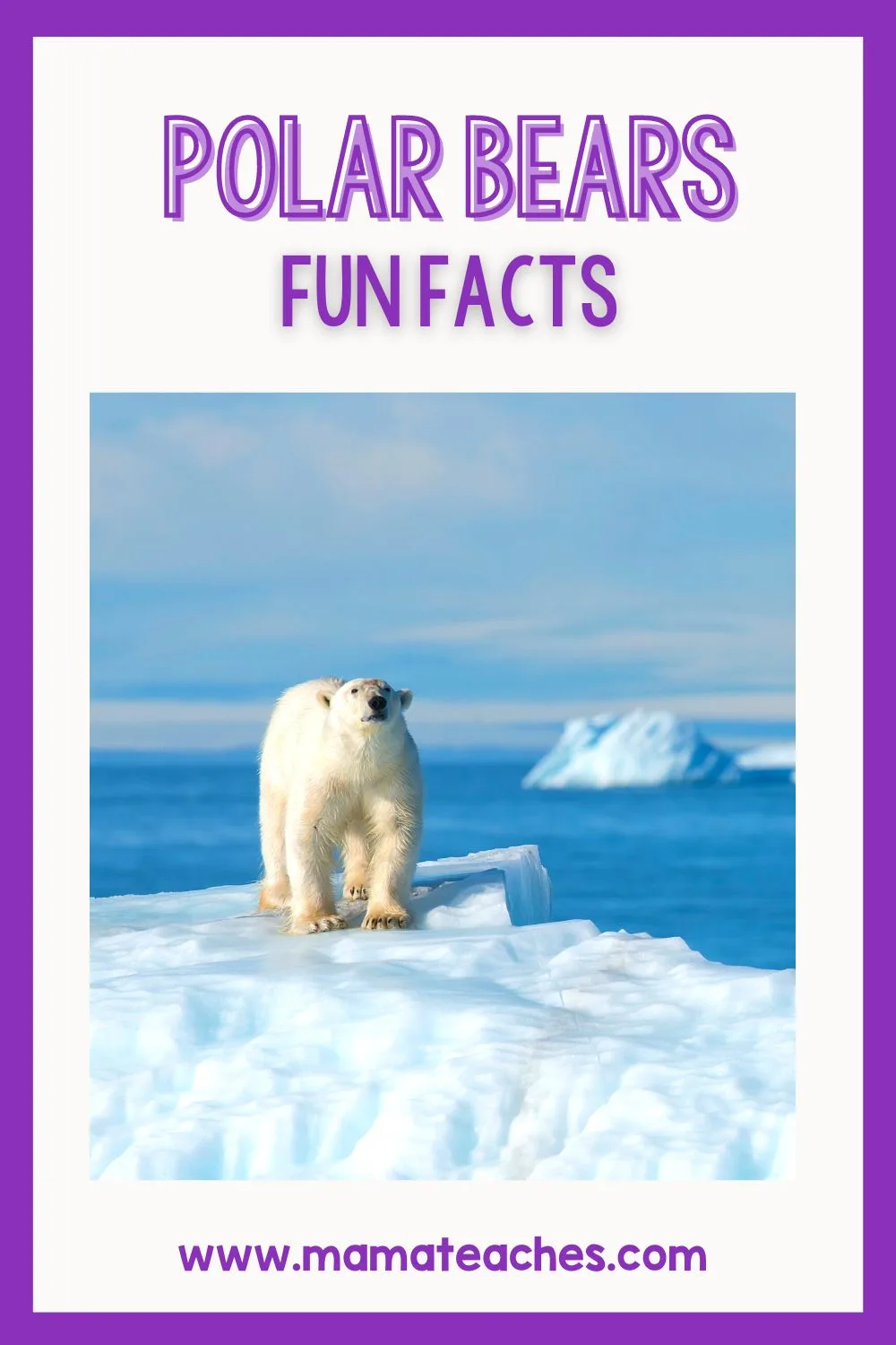 Fun Facts About Polar Bears - Mama Teaches
