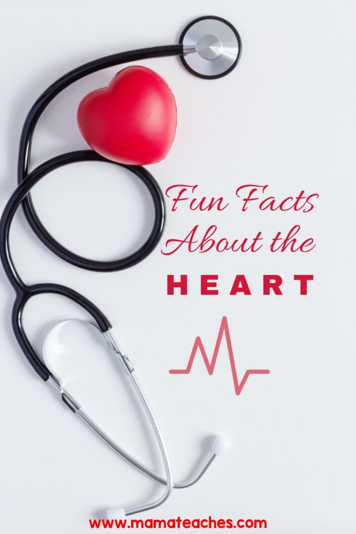 Fun Facts About the Heart - Mama Teaches