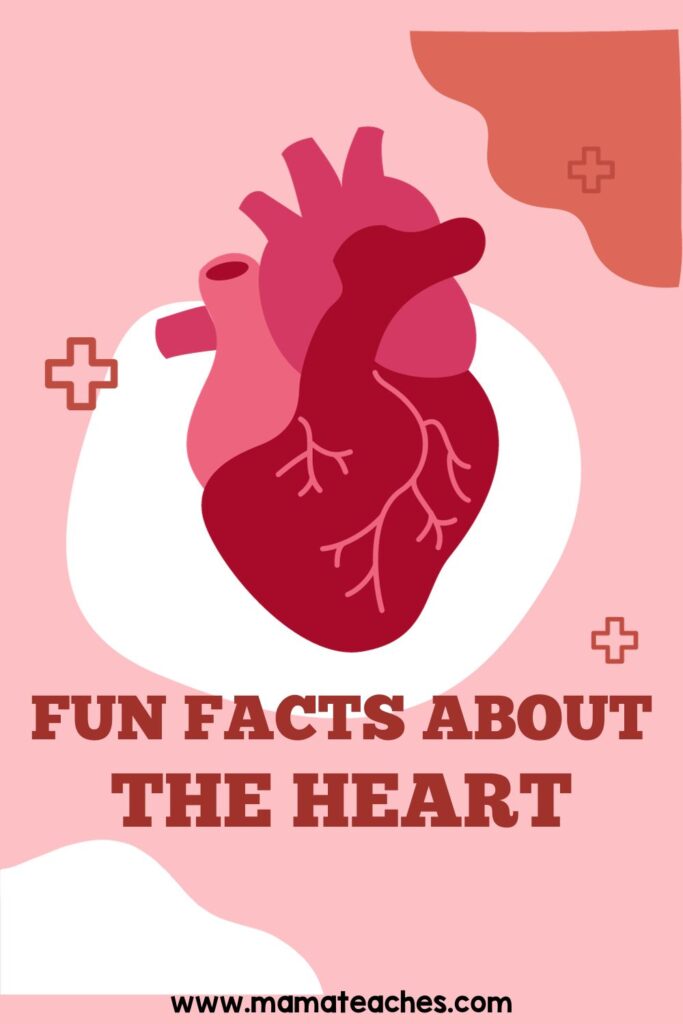 Fun Facts About the Heart - Mama Teaches