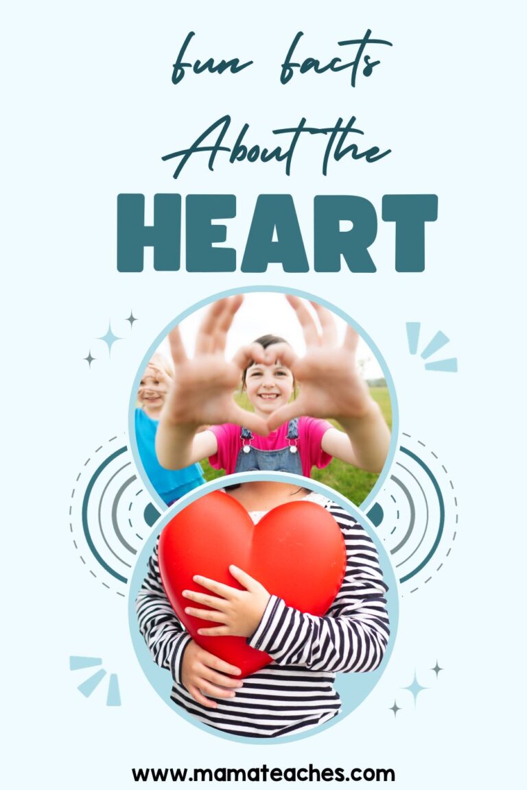 Fun Facts About the Heart - Mama Teaches