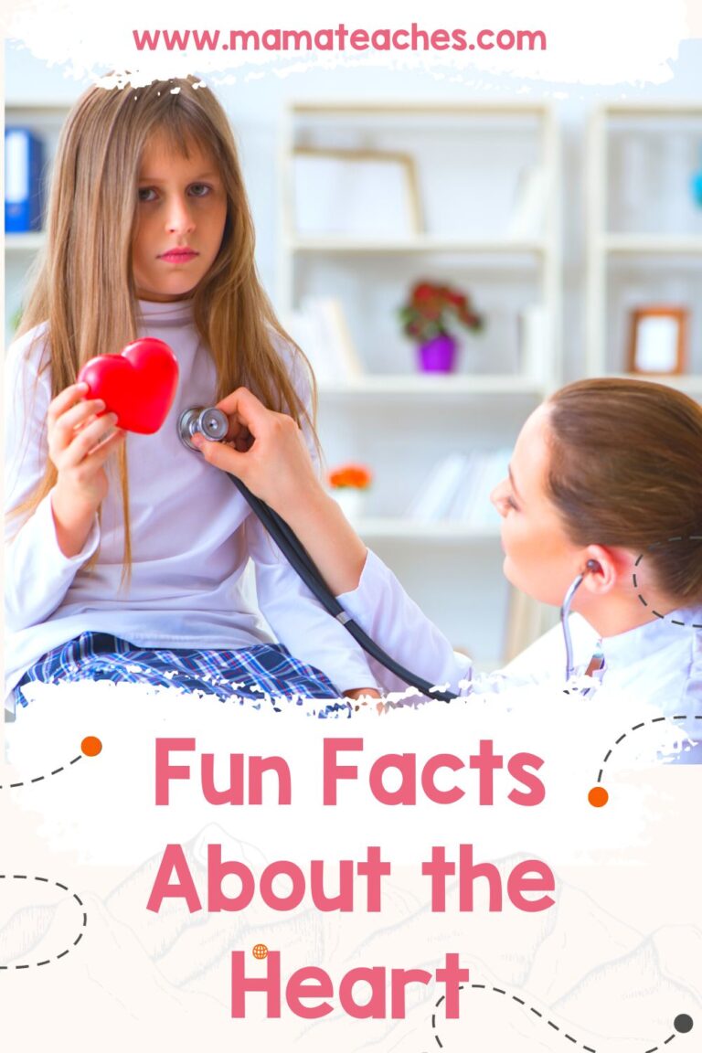 Fun Facts About the Heart - Mama Teaches