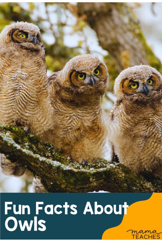 Fun Facts About Owls - Mama Teaches
