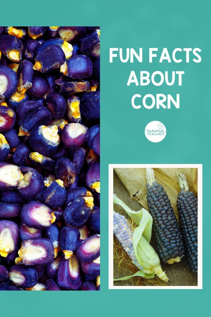 Fun Facts About Corn - Mama Teaches