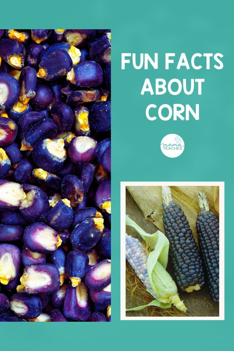 Fun Facts About Corn - Mama Teaches