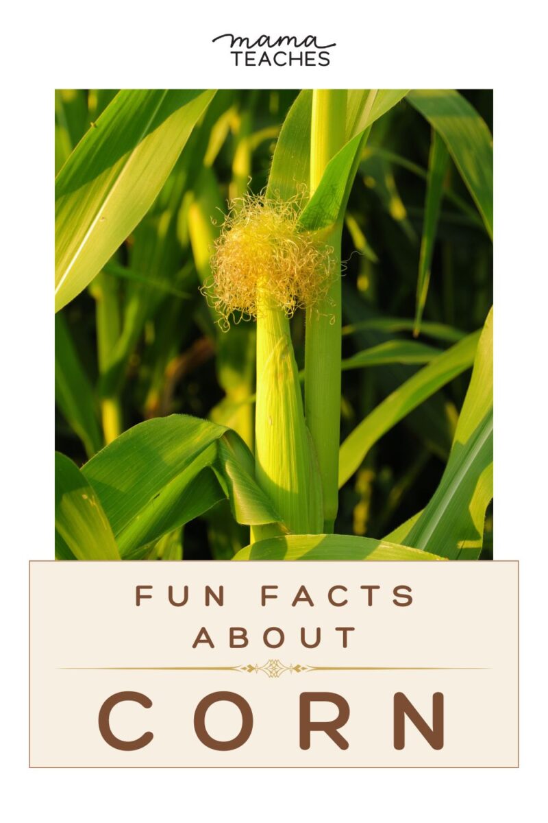 Fun Facts About Corn - Mama Teaches
