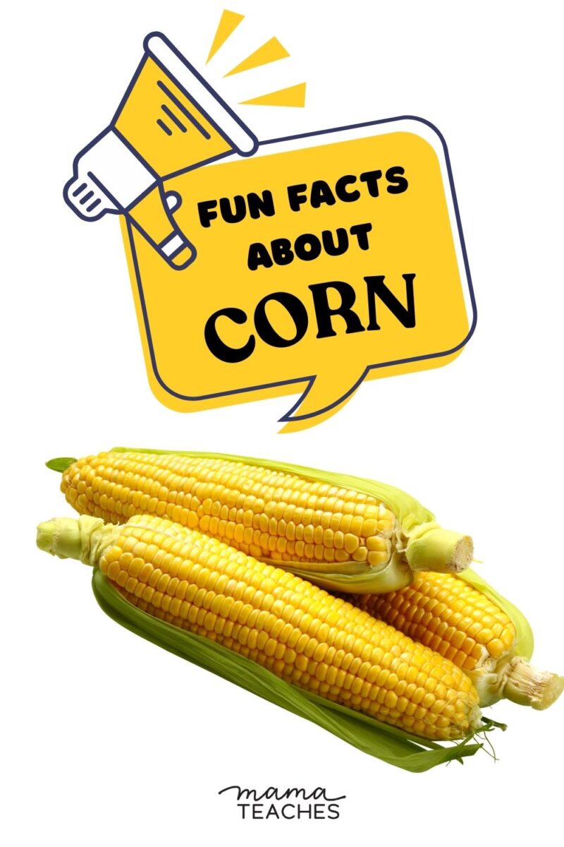 Fun Facts About Corn - Mama Teaches