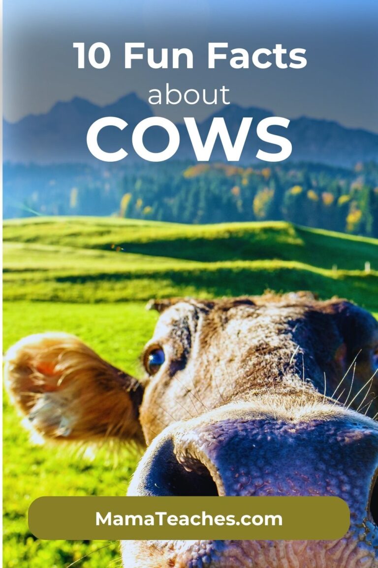 Fun Facts About Cows - Mama Teaches