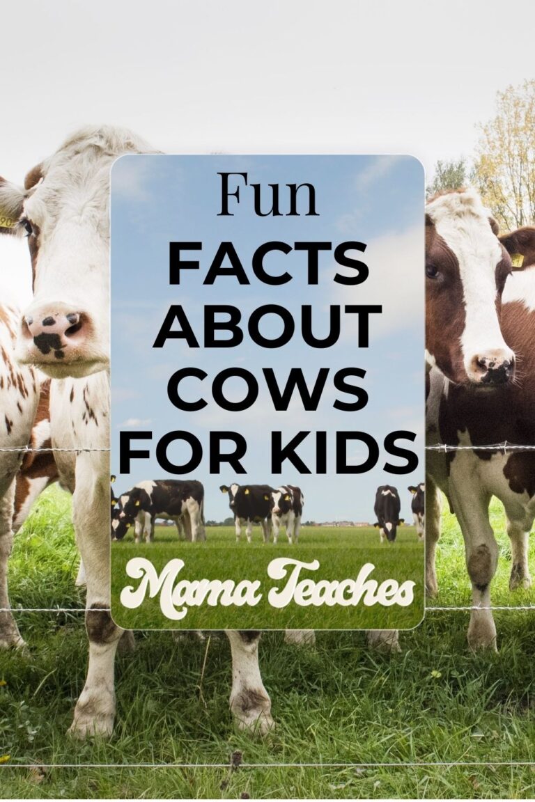 Fun Facts About Cows - Mama Teaches